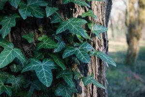 20 Différents Types De Plantes De Lierre (avec Photos) | Duraabl