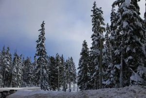 13 Types Spectaculaires De Sapins (avec Photos) | Duraabl