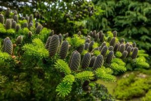 13 Types Spectaculaires De Sapins (avec Photos) | Duraabl