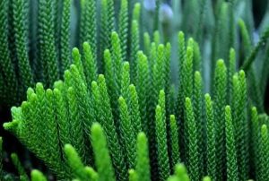 13 Types Spectaculaires De Sapins (avec Photos) | Duraabl