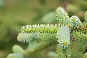13 Types Spectaculaires De Sapins (avec Photos) | Duraabl