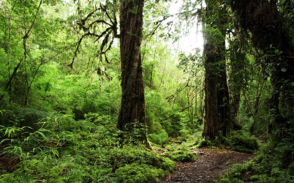 33 Astuces Fabuleuses Pour Protéger Les Arbres Et Préserver Les Forêts ...