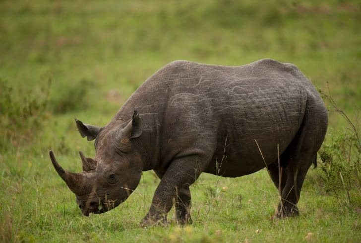 Les 15 Animaux Les Plus Menacés De La Planète Qui Ont Presque Disparu ...