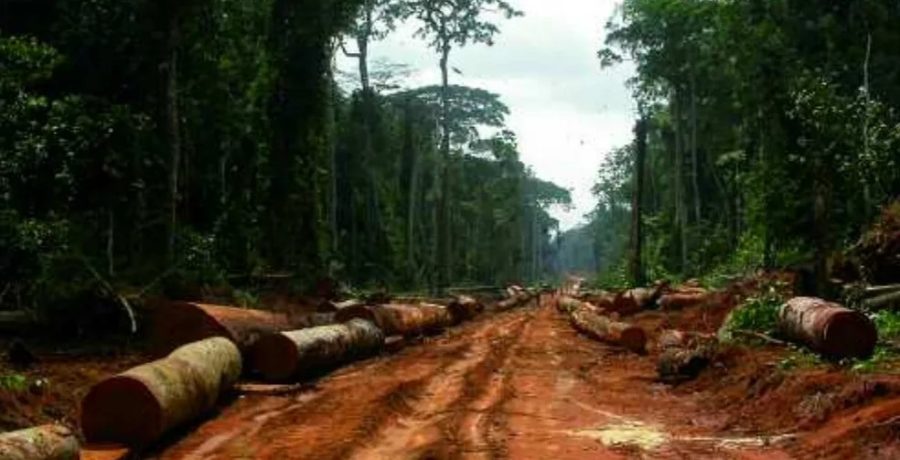 La Déforestation Dans Le Bassin Du Congo, Une Atteinte à La Pureté De L ...