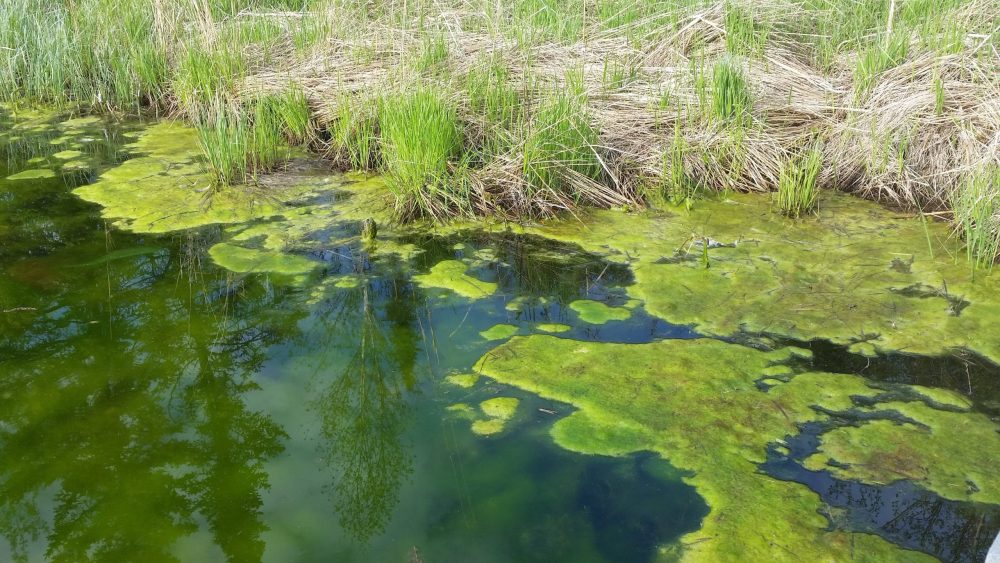 Qu'est-ce Que La Pollution Azotée ? Impact Et Solutions ...