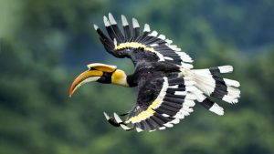 Divers Animaux De La Forêt Tropicale | Duraabl