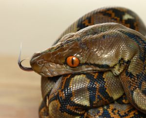 Divers Animaux De La Forêt Tropicale | Duraabl