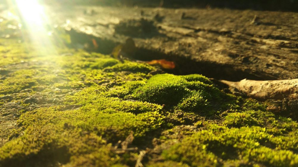 Découvrez Les Bienfaits De La Mousse Et Apprenez à La Cultiver Chez ...