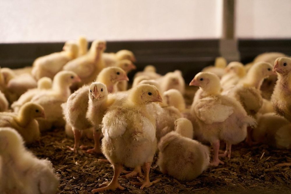 La Fiente De Poulet Dans Le Compost : Un Engrais Naturel Puissant | Duraabl