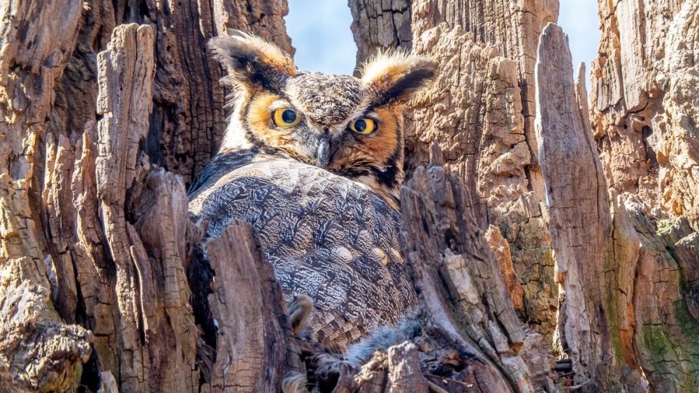 Exemples D'espèces Clés Dans Leur écosystème Respectif | Duraabl