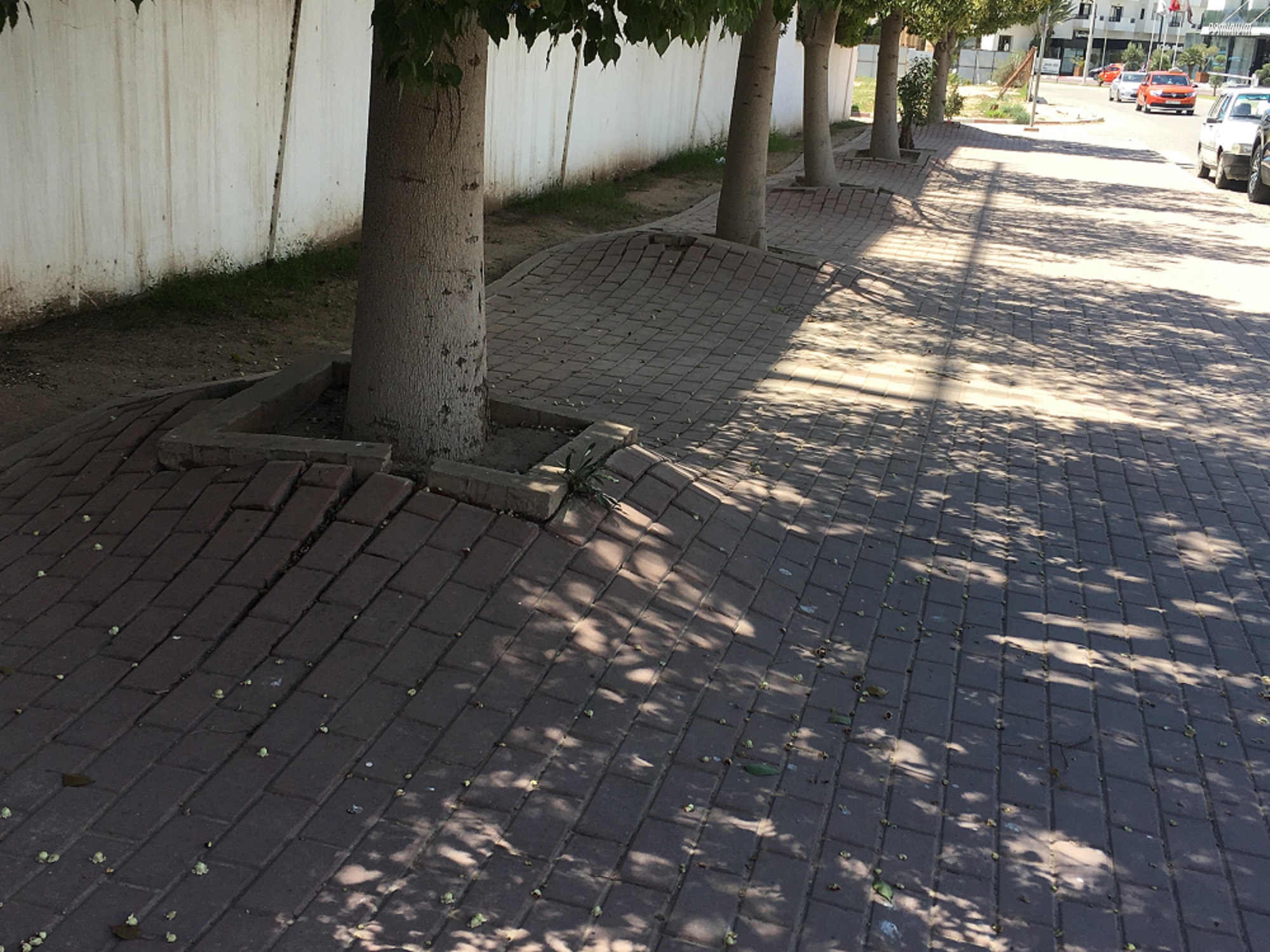 Comment Résoudre Les Problèmes Causés Par Les Racines D’arbres Sur Les ...