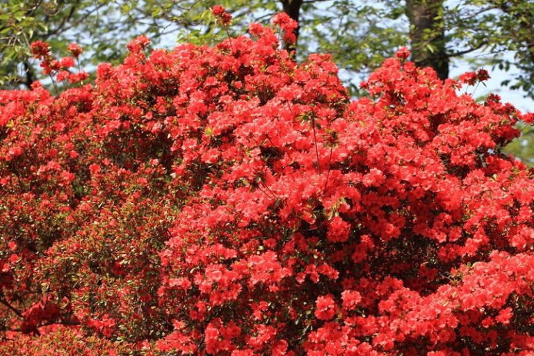 Arbuste Persistant Rouge : Comment Choisir Et Sublimer Votre Jardin ...