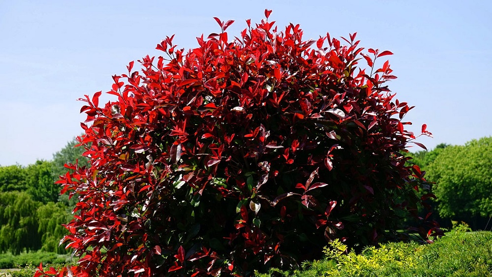 Arbuste Persistant Rouge : Comment Choisir Et Sublimer Votre Jardin ...