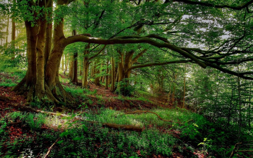 Couches De La Forêt Tropicale : Guide Complet Sur La Forêt Tropicale ...